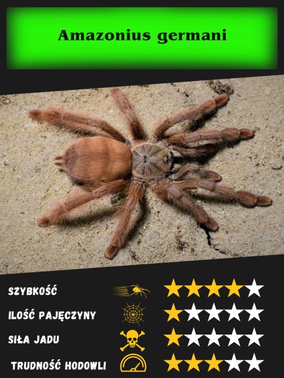 Amazonius germani (ex. Tapinauchenius/ Pseudoclamoris gigas) L1/2